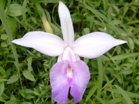 Flowers found around Darjeeling