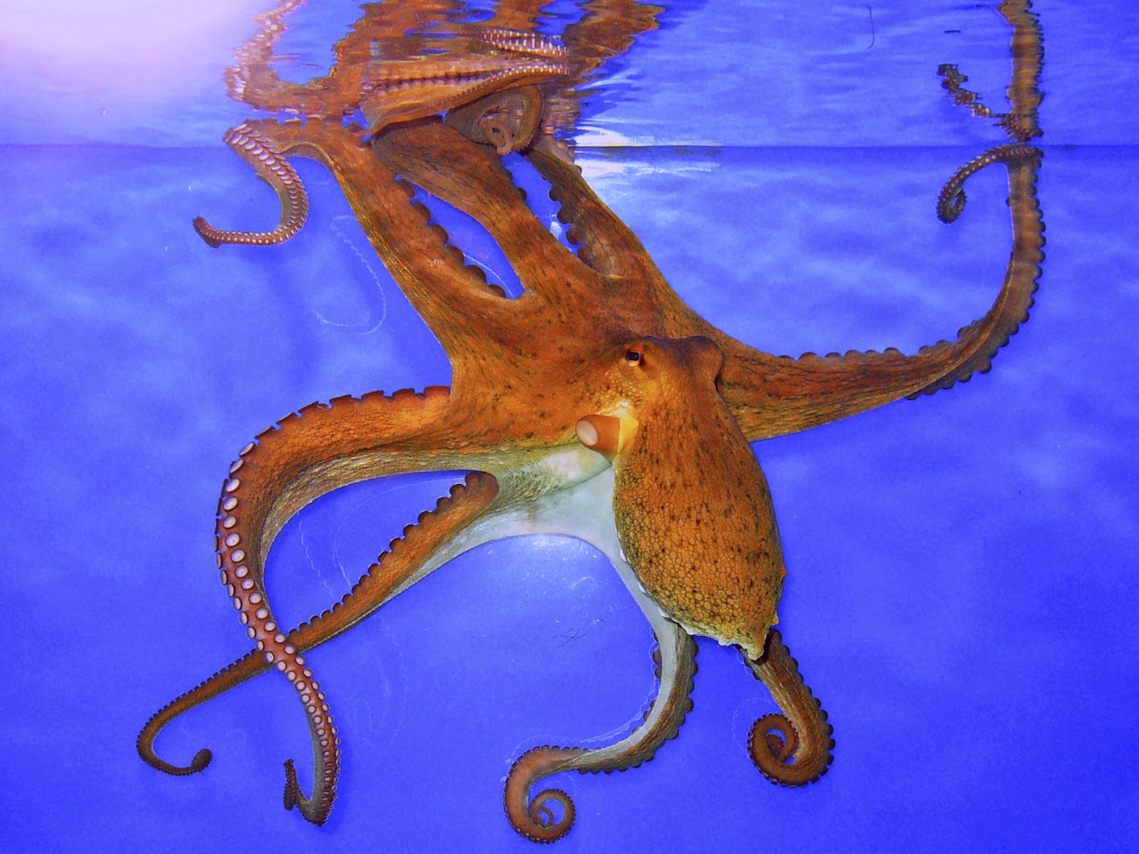 A MAGYAROK TUDÁSA: POLIPOK