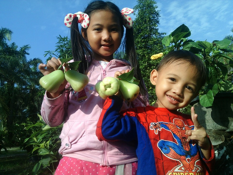 WISATA BUAH DAN BIBIT BUAH DI DURI RIAU