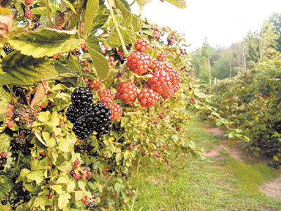 IWANNA: Hardy Berry Farm in Anderson, SC