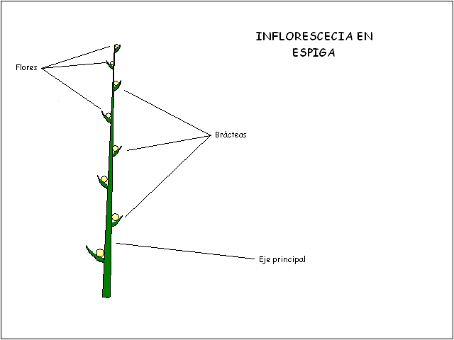 ARTE Y JARDINERÍA : Flores silvestres. Un espectáculo de color en la ...