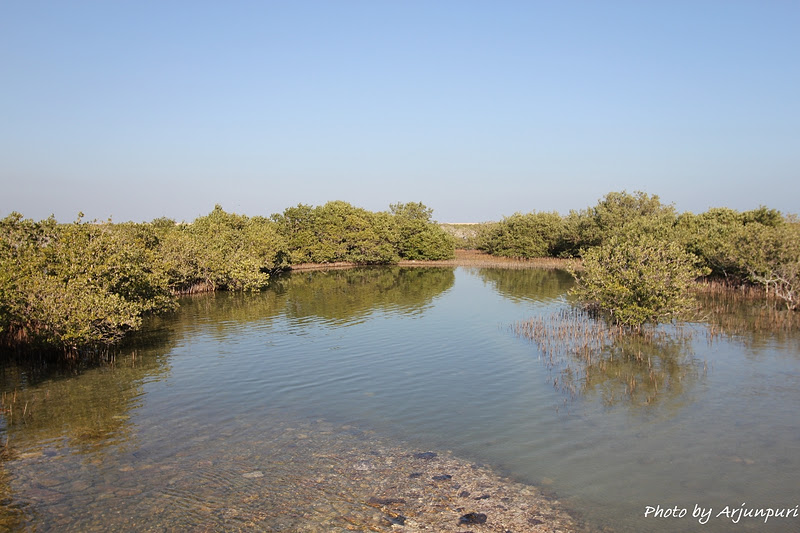 Arjunpuri in Qatar: Purple Island in Qatar
