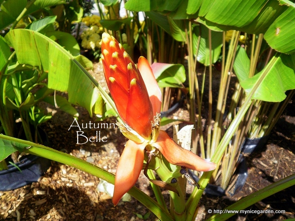 My Nice Garden: Ensete perrieri, The Madagascar Banana and A Banana ...