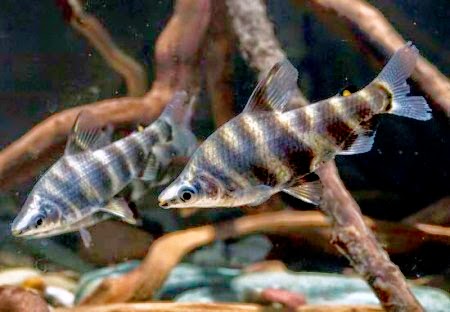 HEADSTANDER FISH photos - wallpapers | the fun bank