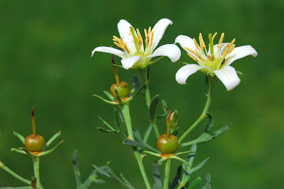 coming forth by day: holy moly