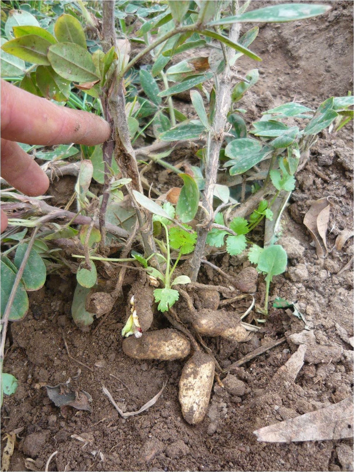 ALTERNATIVA ECOLÓGICA: CULTIVO DE MANÍ