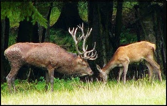 TIERRA SYLVANA: CÉRVIDOS (II).