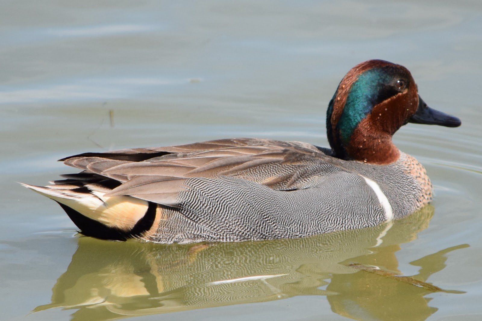 Natural Weekends - Migratory Birds In South Texas - The Soundings