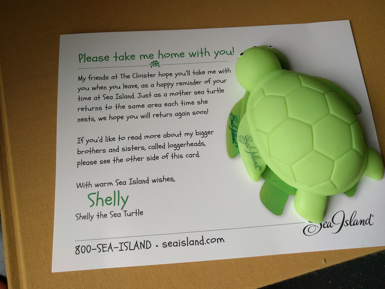 Shelly The Sea Turtle At Sea Island