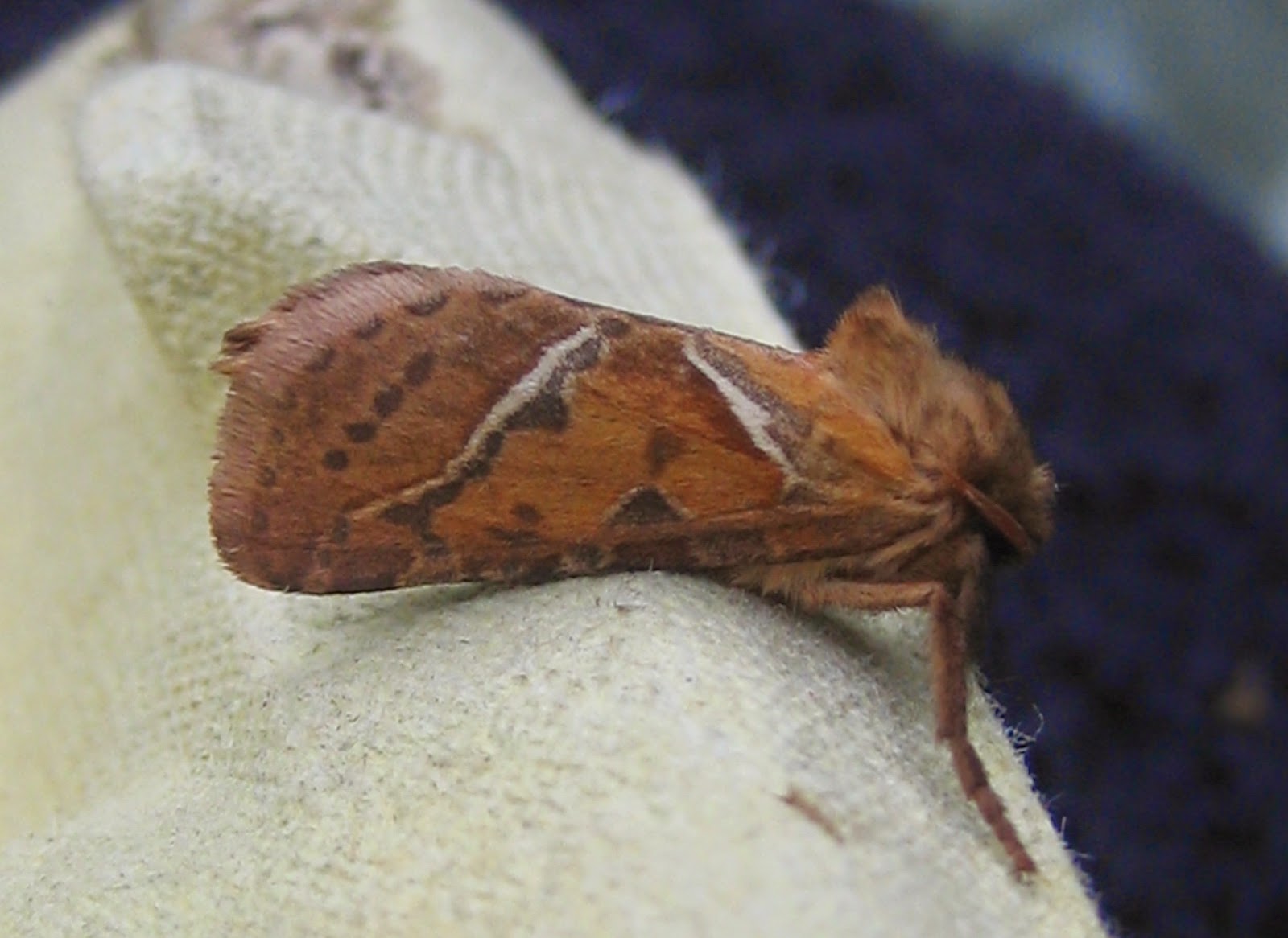 Martin's Moths: The present is orange