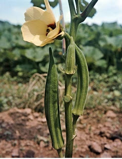 Quiabo - Características e Cultivo: Especificidades da Cultura do Quiabo