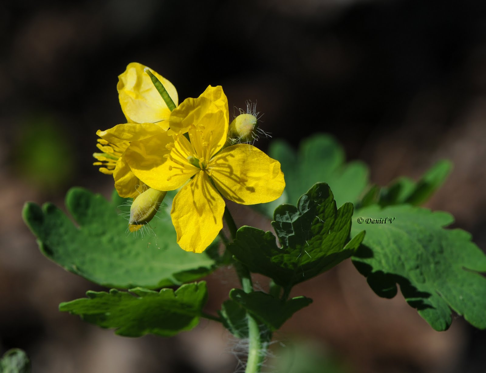 Macrophoto plaisir passion: La chélidoine, chelidonium majus