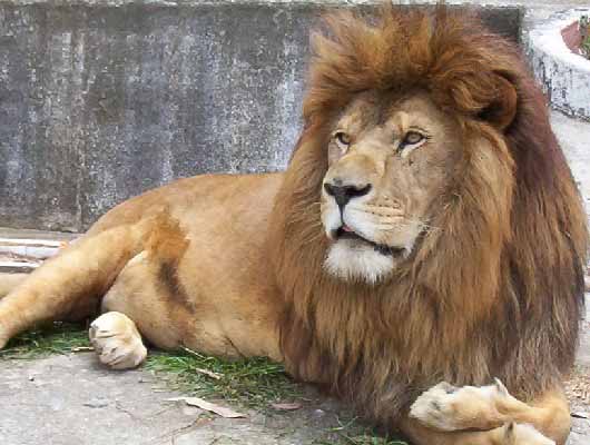 Leão Fotos e imagens - Imagens de Animais