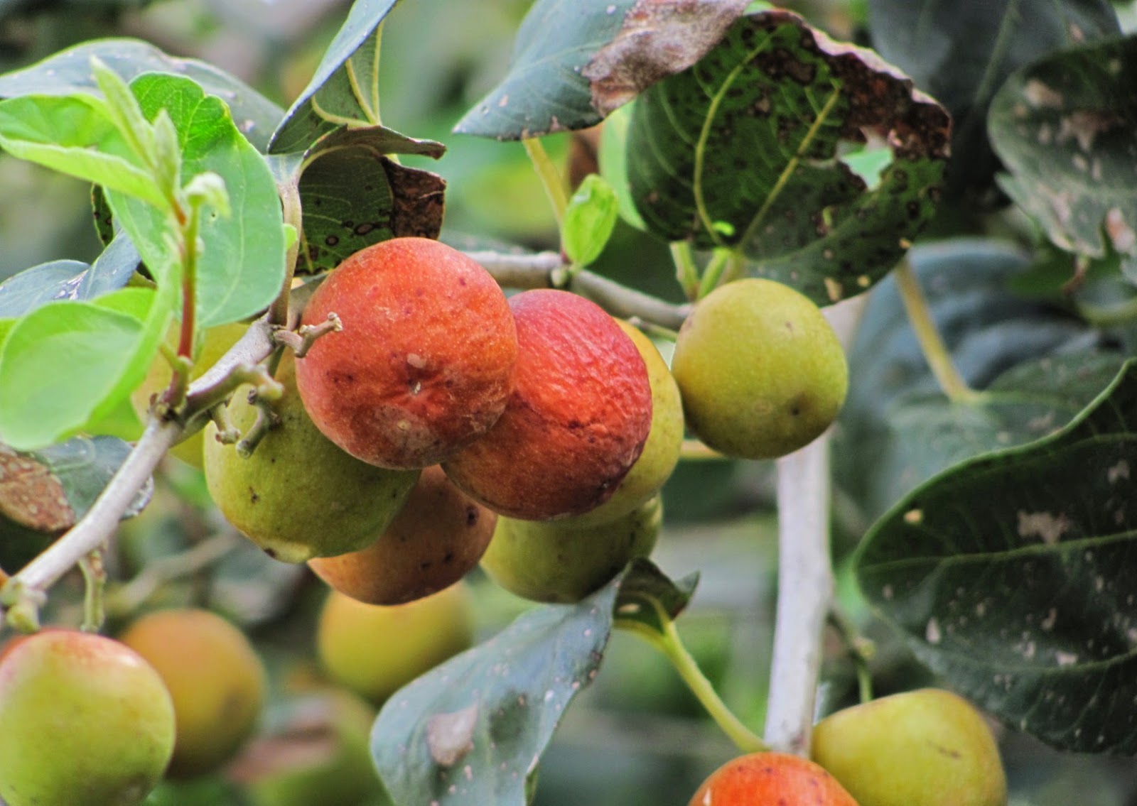 Species Wild: Ziziphus spina-christi