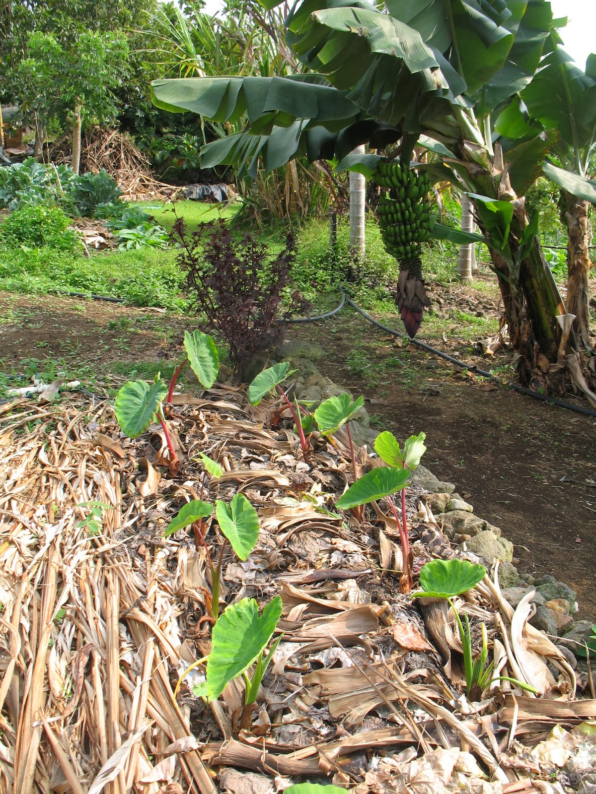 The Vegetable Gardener's Guide to Permaculture