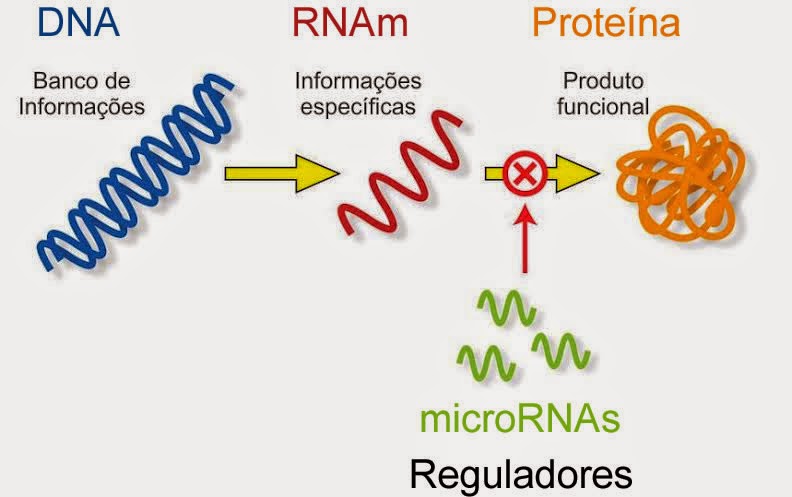 Ciência Informativa: Os microRNAs