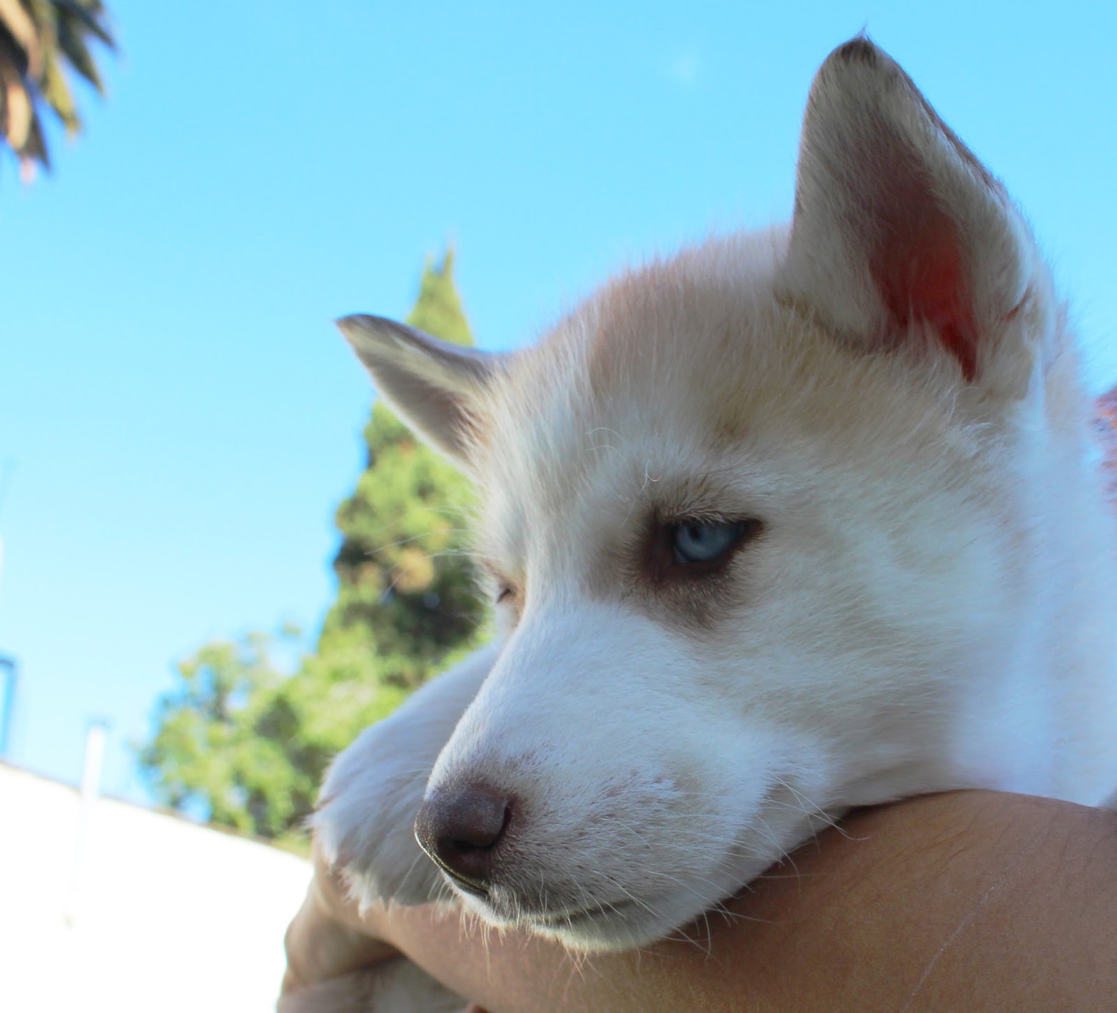 Huskies Ortiz: Husky Siberiano: Macho Color Arena