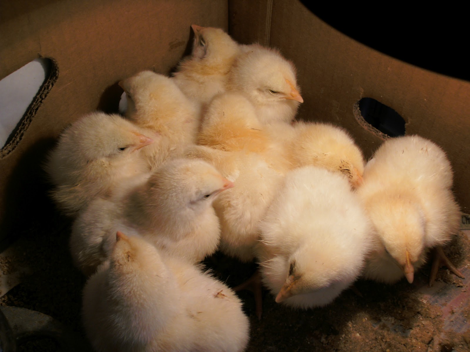 Homemaking in Blue Jeans: Chickens and Memories