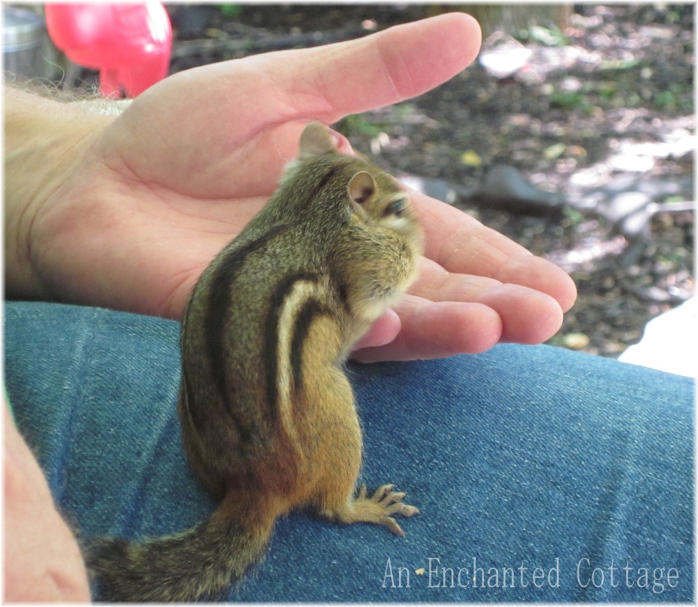 An Enchanted Cottage: Our Pet Chipmunk