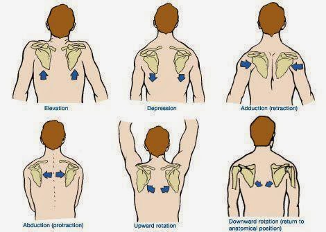 Scapular protraction and retraction? - Instruction & Academy - GolfWRX