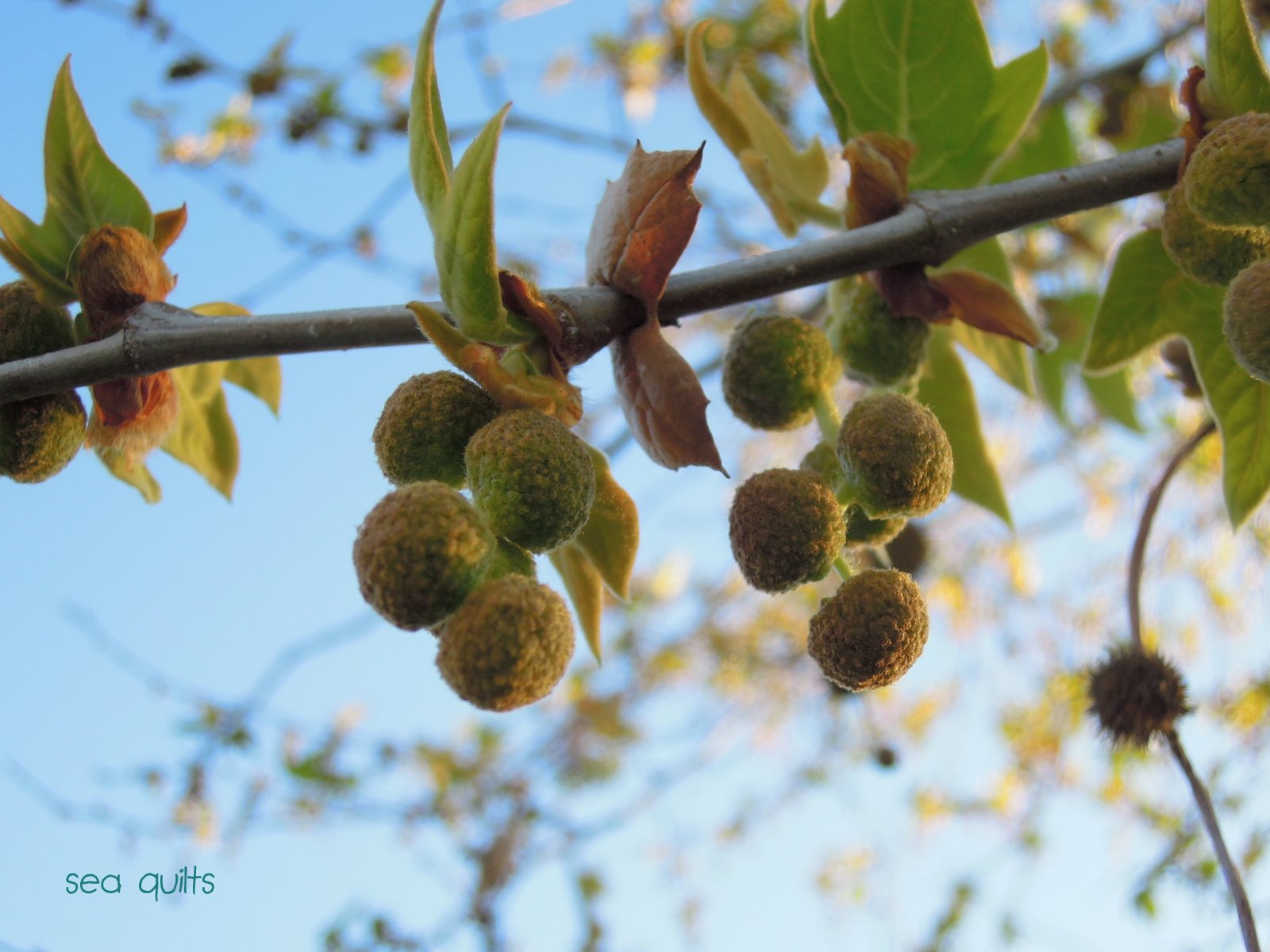 Sea Quilts: ~ Polka Dots in Nature