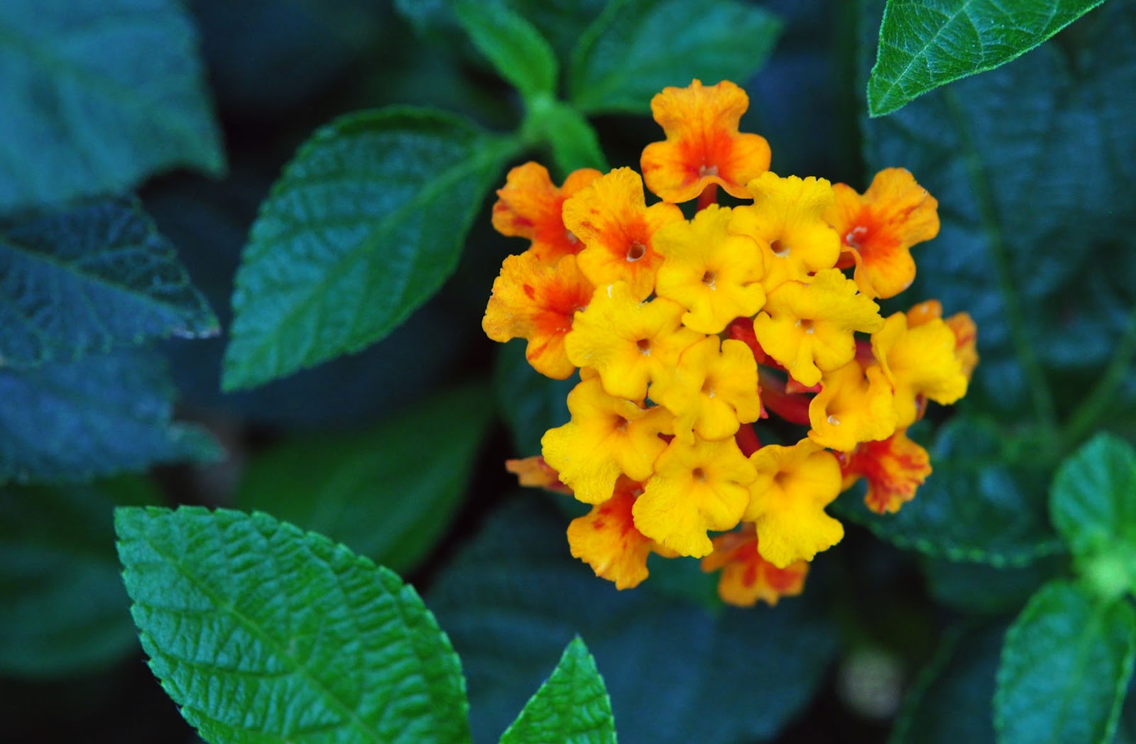 S T i l e T To: Lantana Camara - A berryful harvest