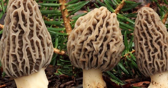 Safito Infantil: Bienvenidos al tercer trimestre