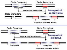 elguerrerodetamacuaro: RESUMEN DE LA TRANSPOSICION