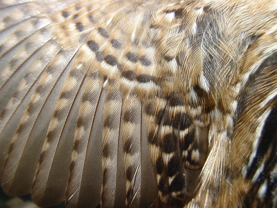 Wildbirds Broadcasting: Snowy Owls Going to Feather Repository