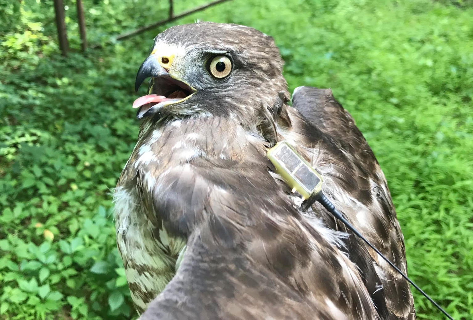PA Environment Digest Blog: First Male Hawks Tagged In Hawk Mountain ...