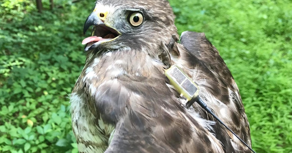 PA Environment Digest Blog: First Male Hawks Tagged In Hawk Mountain ...