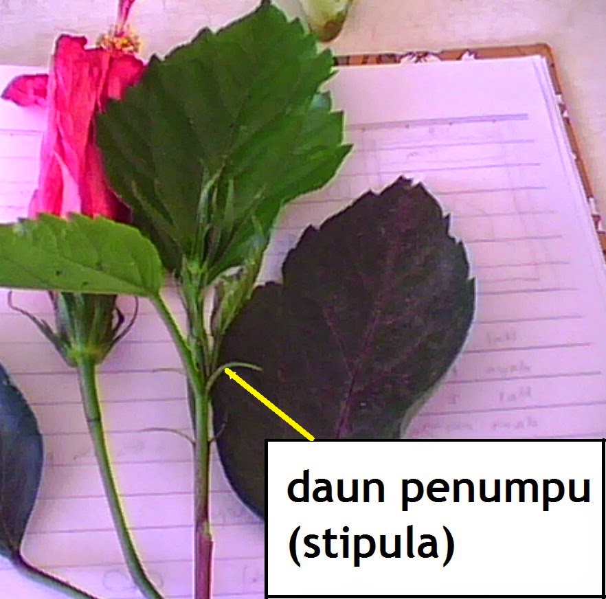 Bagian Bagian Daun ~ MUNAWI INSIDE