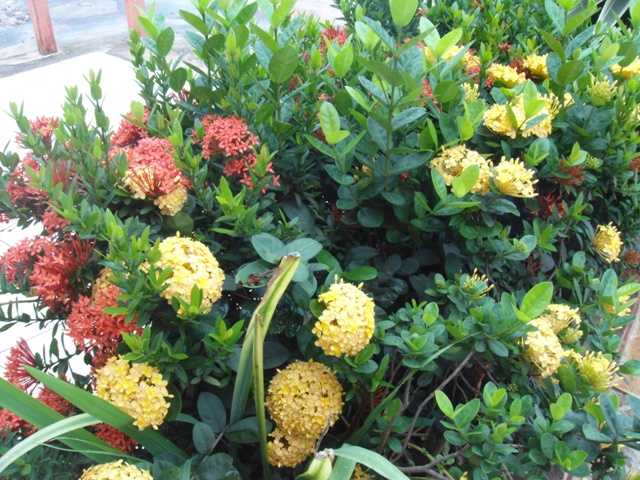 CANTINHO DO VERDE: Ixora