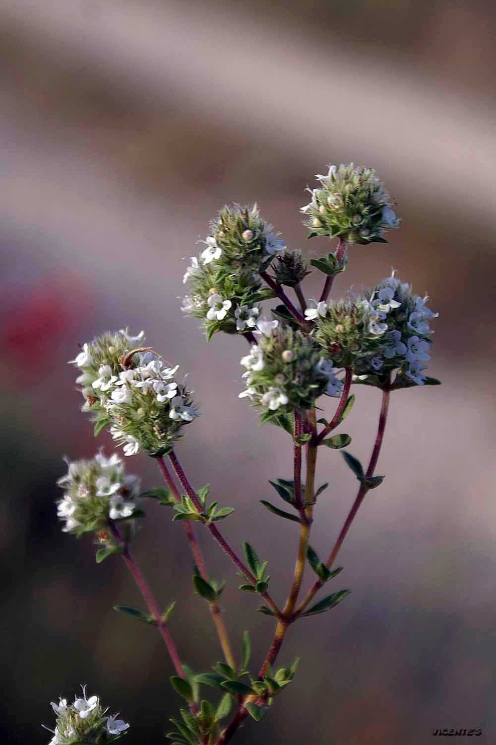 Las flores silvestres de Hormaza: Thymus zygis