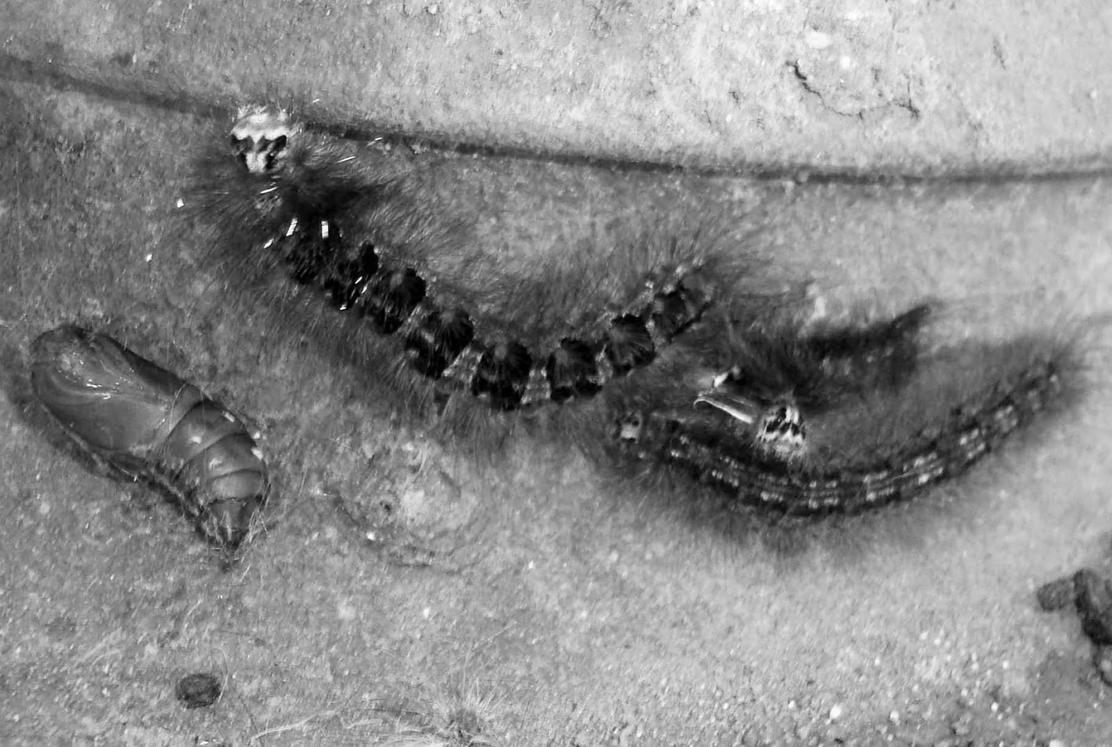 Living with Nature - School on Blog by Dr. Abercio V. Rotor: UST GS ...