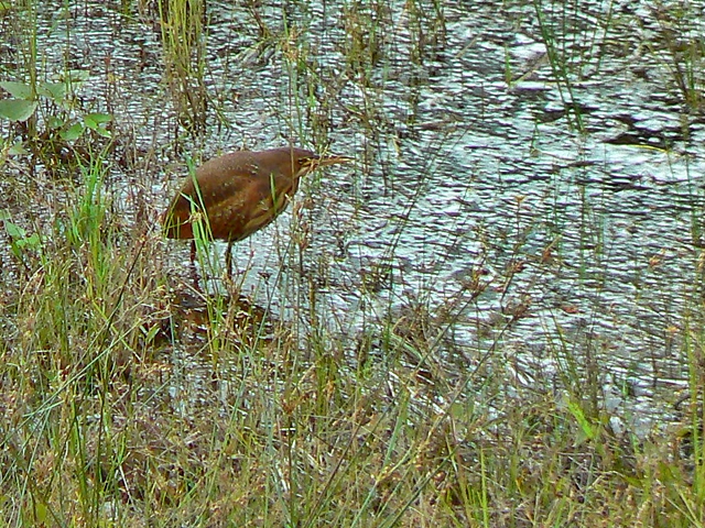 Cinnamon Bittern