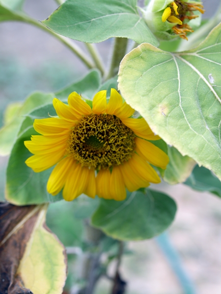 43+ Gambar Bunga Matahari Pinterest, Koleksi Terpopuler!