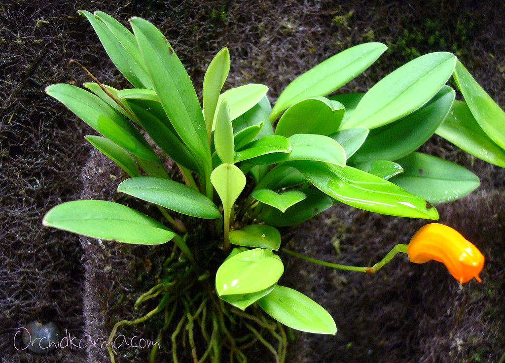 Masdevallia mendozae care and culture | Travaldo's blog