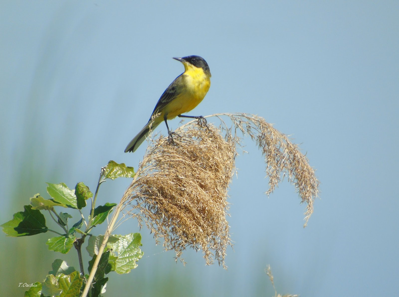 PASARI DIN ROMANIA: CODOBATURA GALBENA CU CAP NEGRU, Motacilla (flava ...