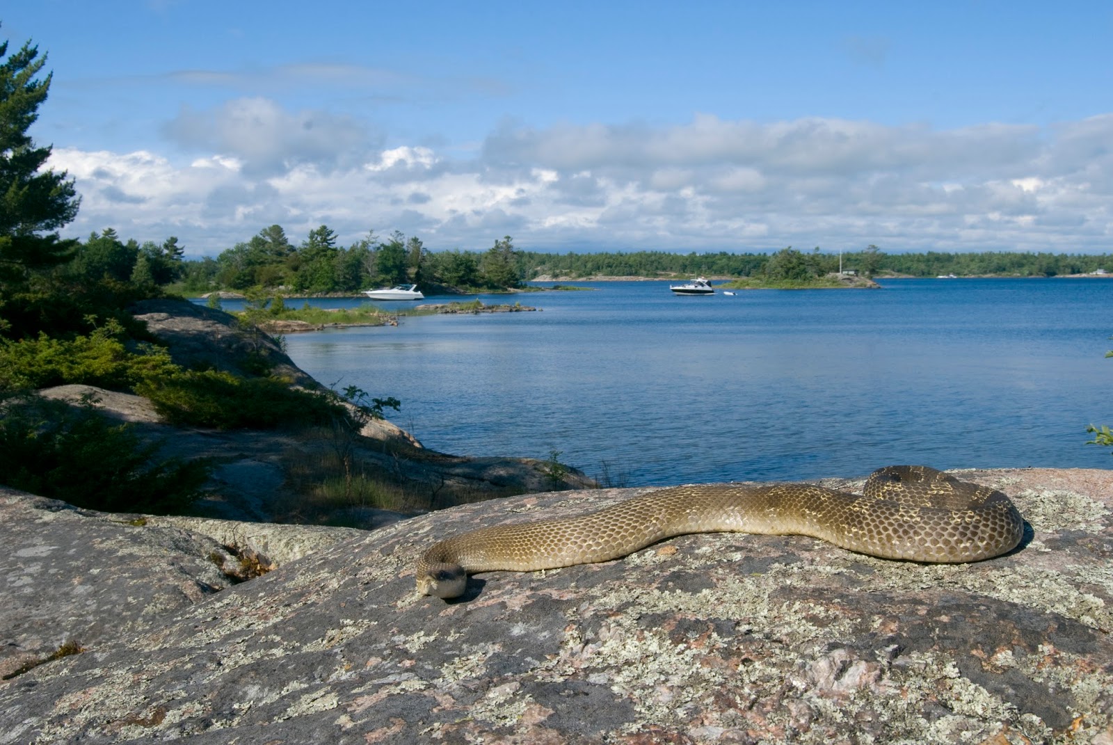 Explorations of an Ecologist: The snakes of Ontario - part 3