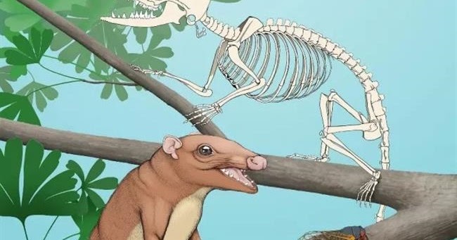 Species New to Science: [PaleoMammalogy • 2018] Ambolestes zhoui • An ...