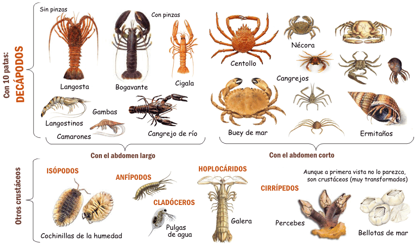 Peces Crustaceos y moluscos: Actividad 4