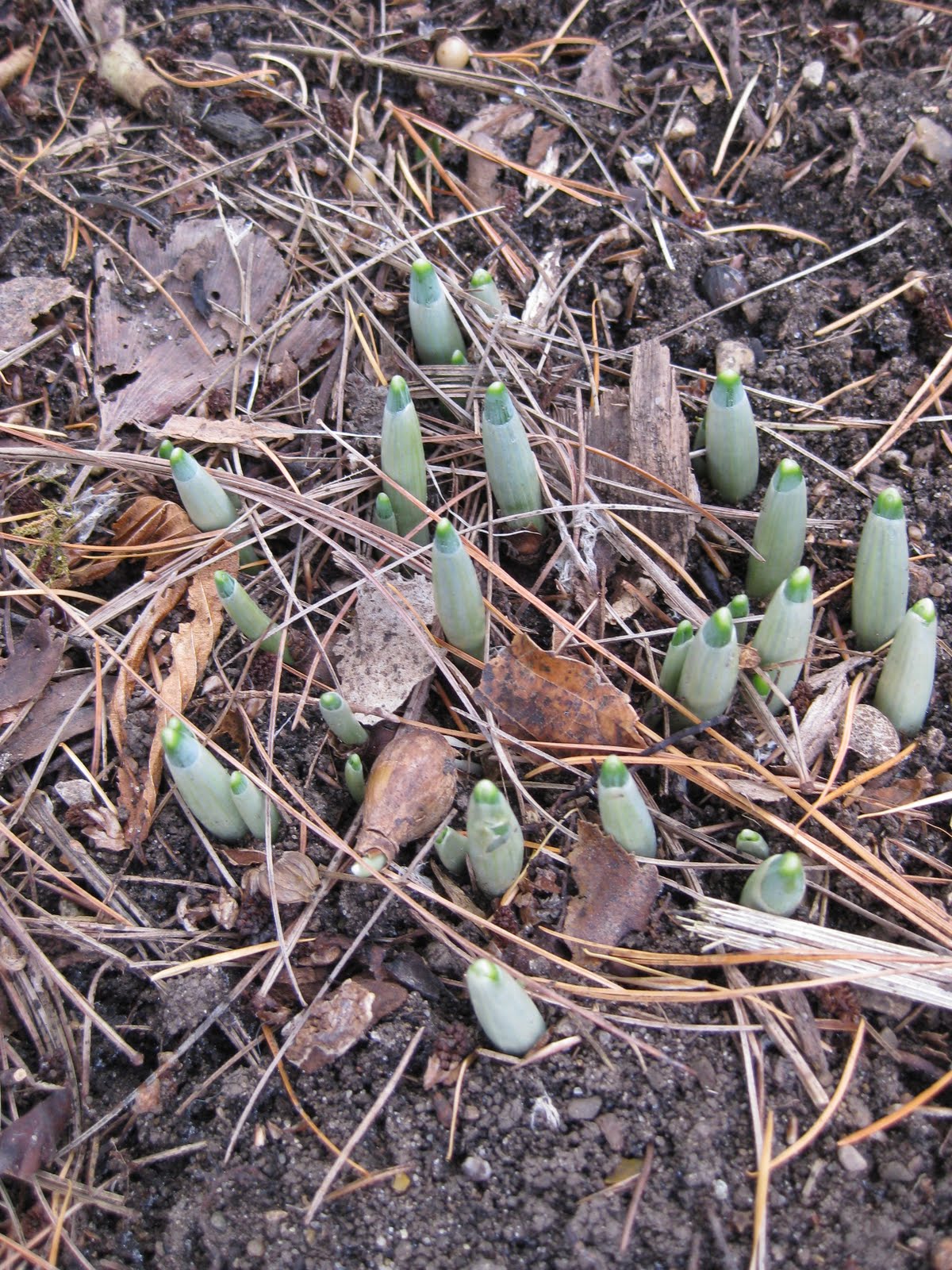 Rotary Botanical Gardens - Hort Blog: Chocolate & Snowdrops (?)