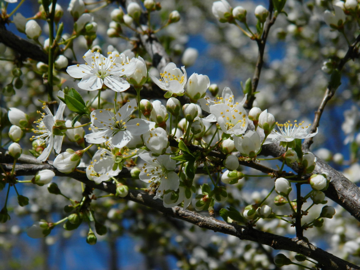 LA MULTI ANI, ROMANIA!: Pom inflorit