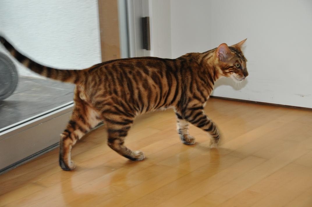 Blog illyz - cerita,tips dan panduan menarik: Toyger - Kucing Kacukan ...