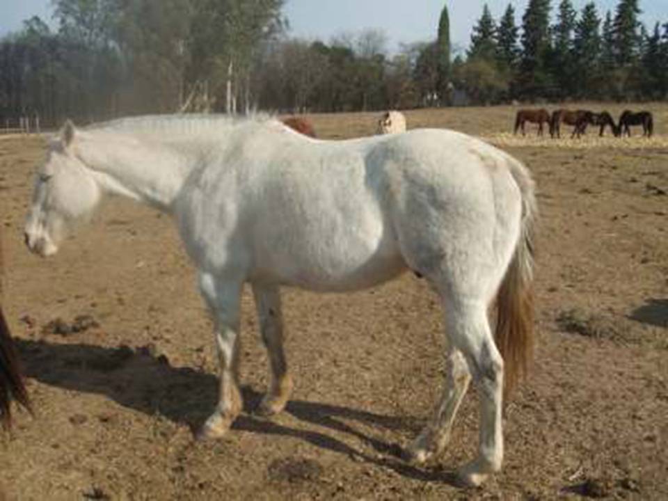 Bien Campero: El caballo criollo