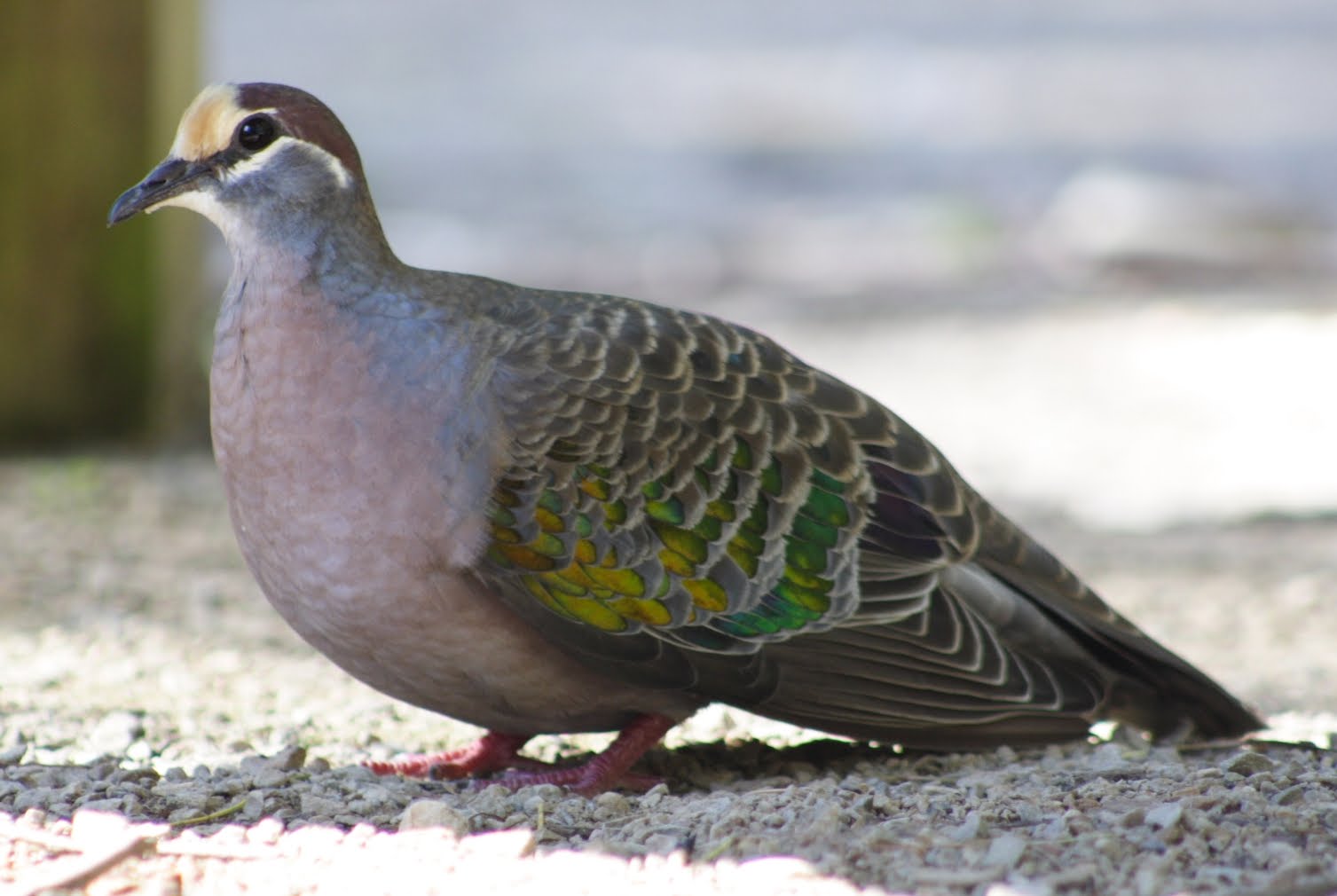 Publish or Perish: Bronzewing