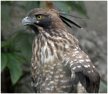 BARRY the BIRDER: 2018