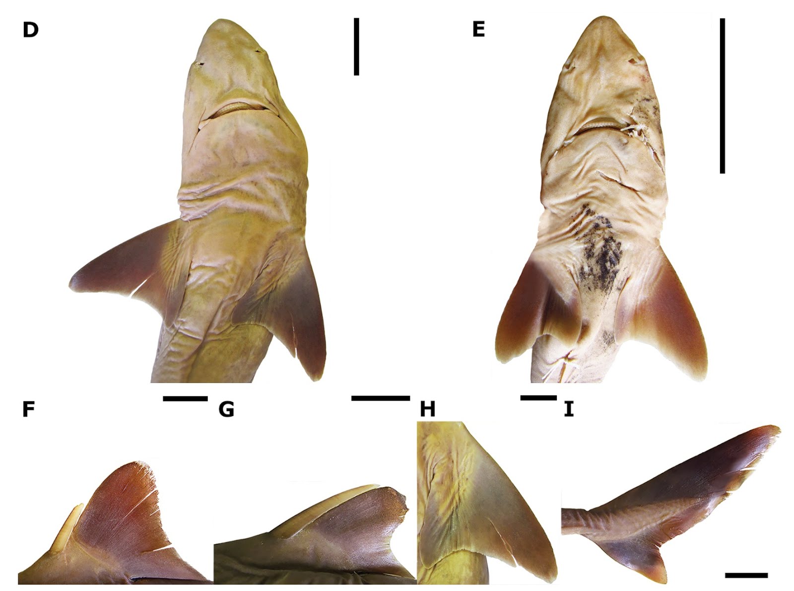 Species New to Science: [Ichthyology • 2020] Squalus shiraii • A New ...