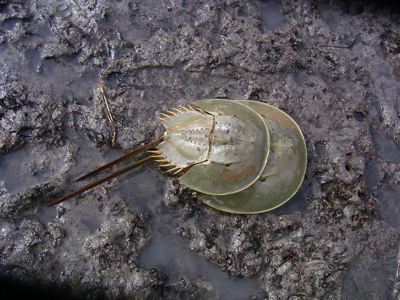 Tapak Ramsar Johor: Flora & Fauna